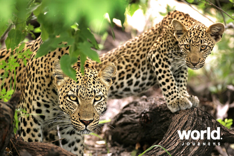 andBeyond Ngala Private Game Reserve - World Journeys New Zealand